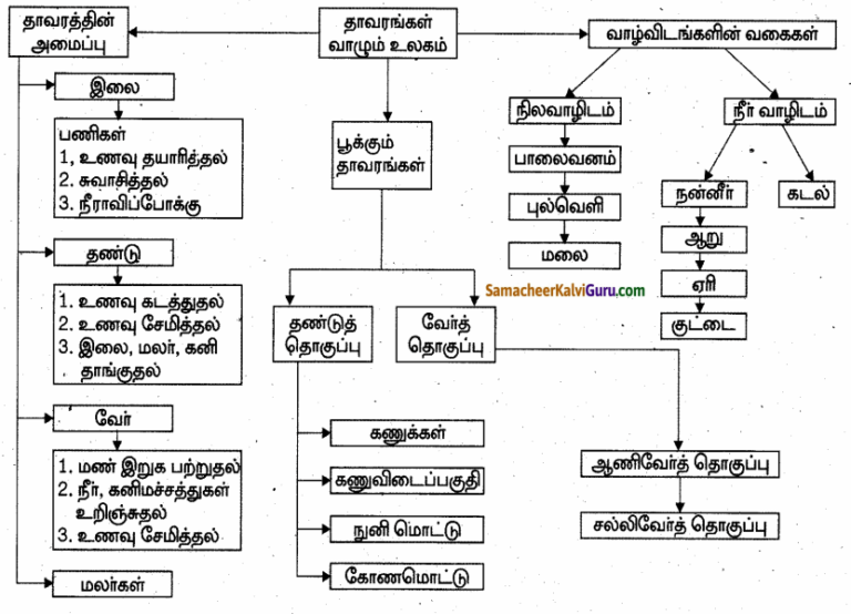 Samacheer Kalvi 6th Science Guide Term 1 Chapter 4 தாவரங்கள் வாழும் ...