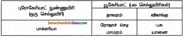 Samacheer Kalvi 6th Science Guide Term 2 Chapter 5 செல் – Samacheer ...