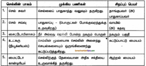 Samacheer Kalvi 6th Science Guide Term 2 Chapter 5 செல் – Samacheer ...