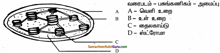 Samacheer Kalvi 6th Science Guide Term 2 Chapter 5 செல் – Samacheer ...