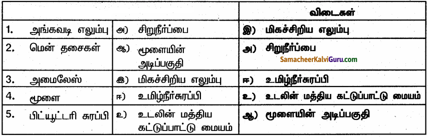 Samacheer Kalvi 6th Science Guide Term 2 Chapter 6 மனித உறுப்பு ...